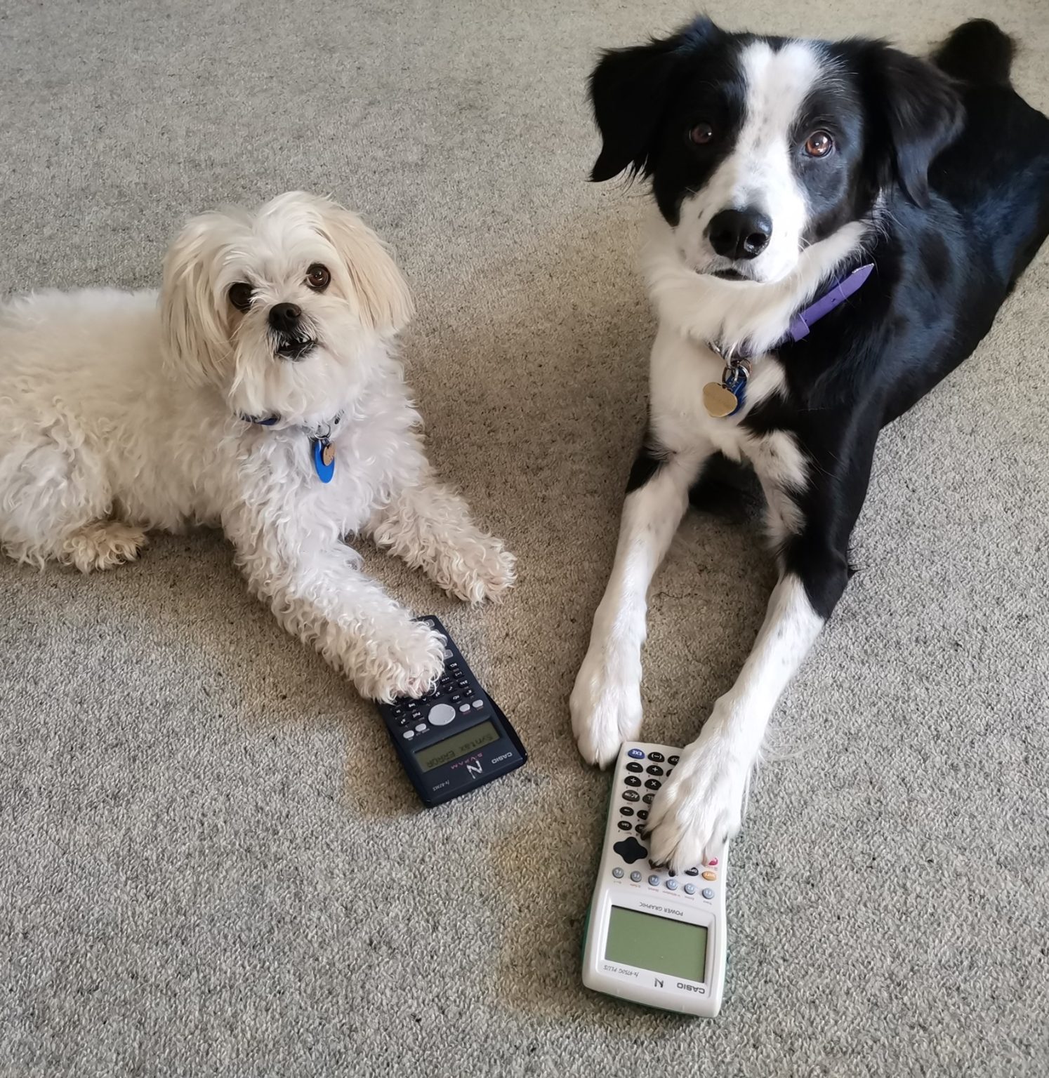 Can dogs count? – Unitec Research Blog