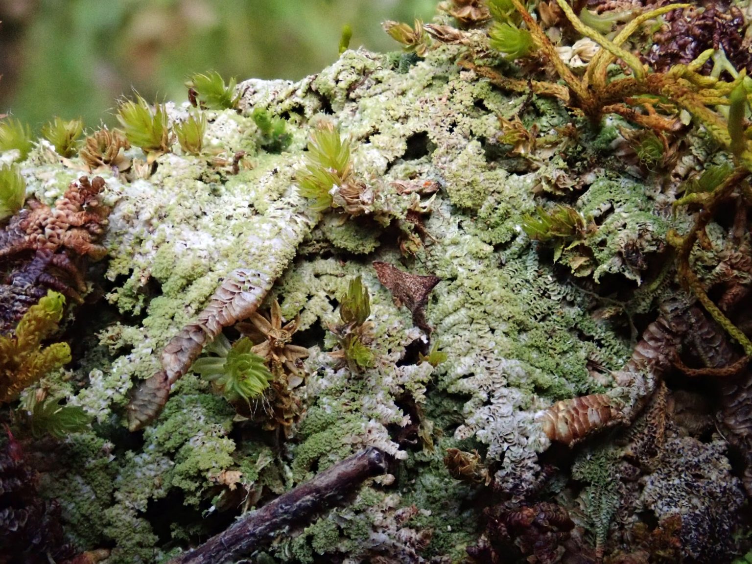 Reflecting on Māori innovation at Ka Rewa, part 1 – Unitec Research Blog