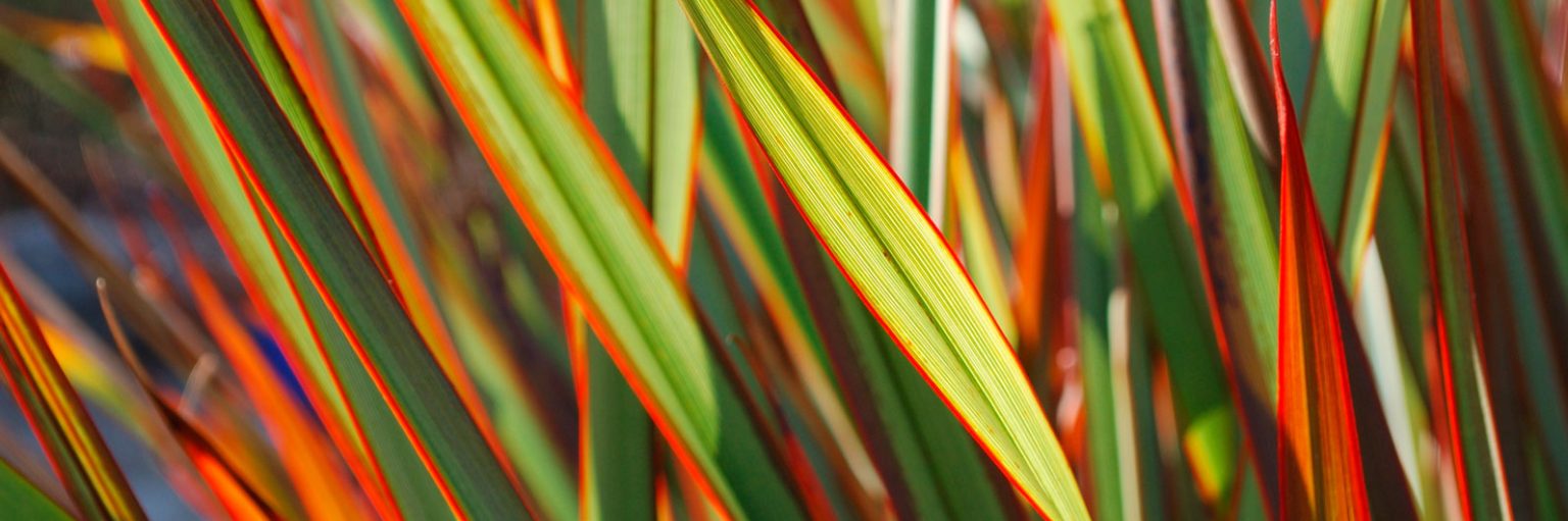 Student services – Unitec