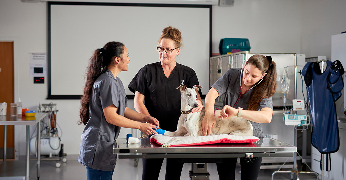 Veterinary Nursing Professional Development – Unitec